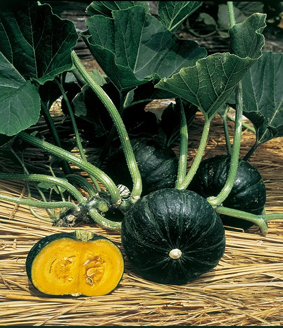 つるなしやっこ カボチャ 品種カタログ タキイの野菜 タキイ種苗